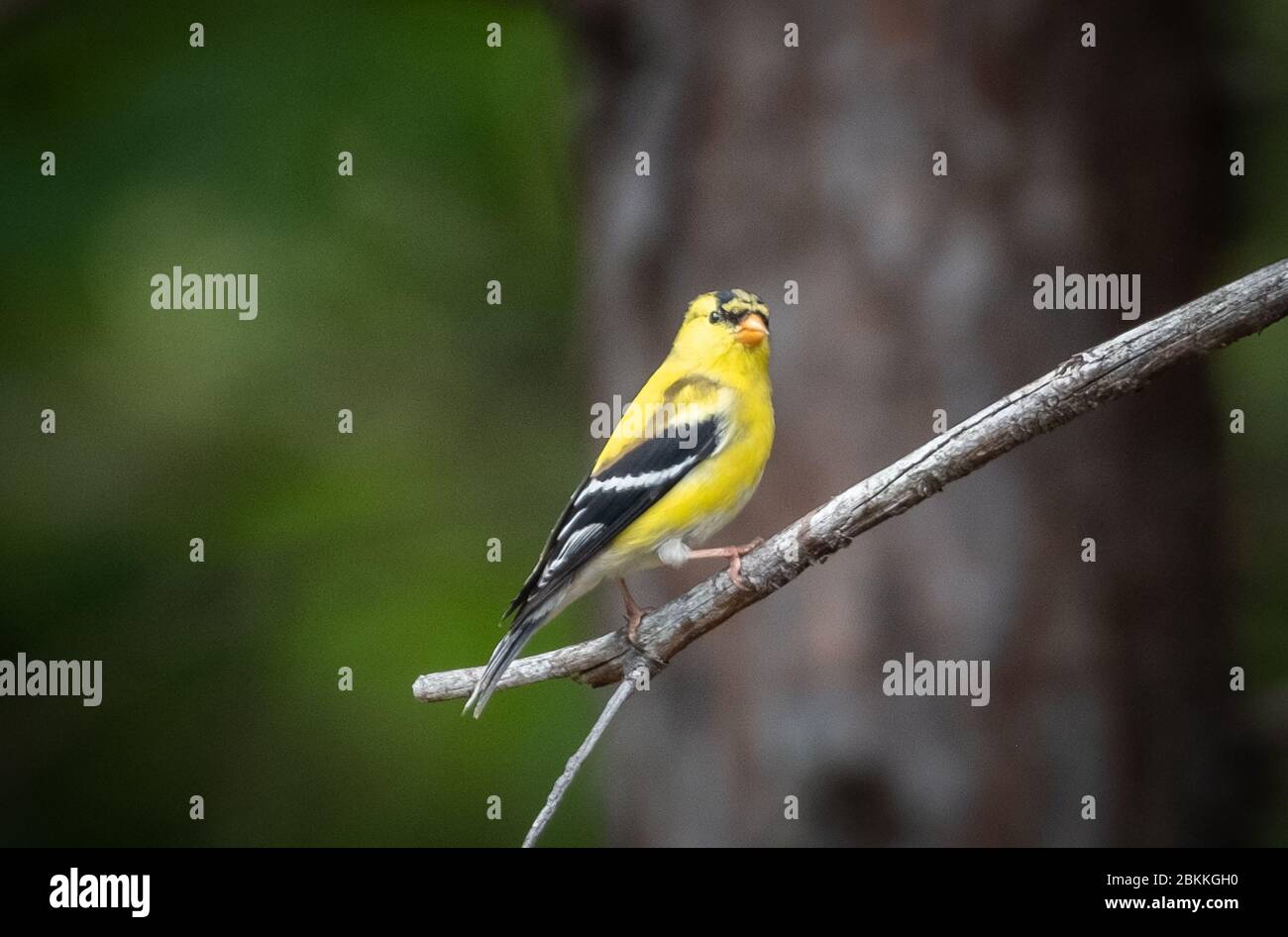 American goldfinch wings hi-res stock photography and images - Alamy