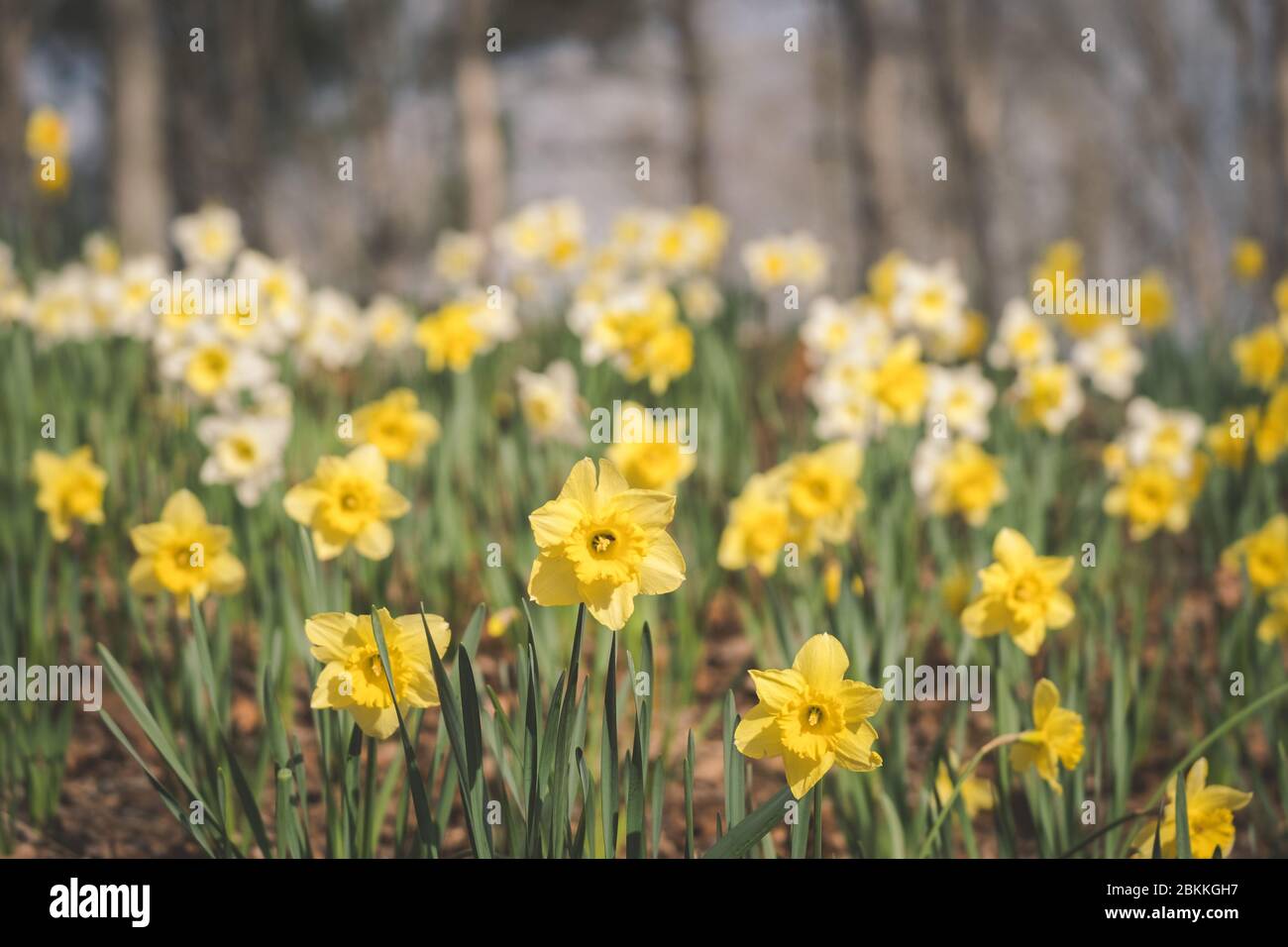 Yellow and White Daffodil Field in Georgia Stock Photo - Alamy