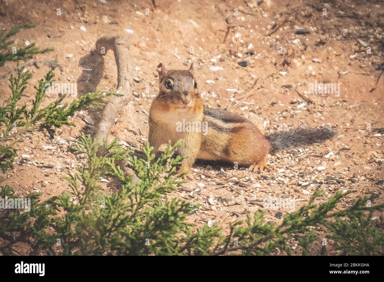 Curious Chipmunk among the birdseed Stock Photo - Alamy