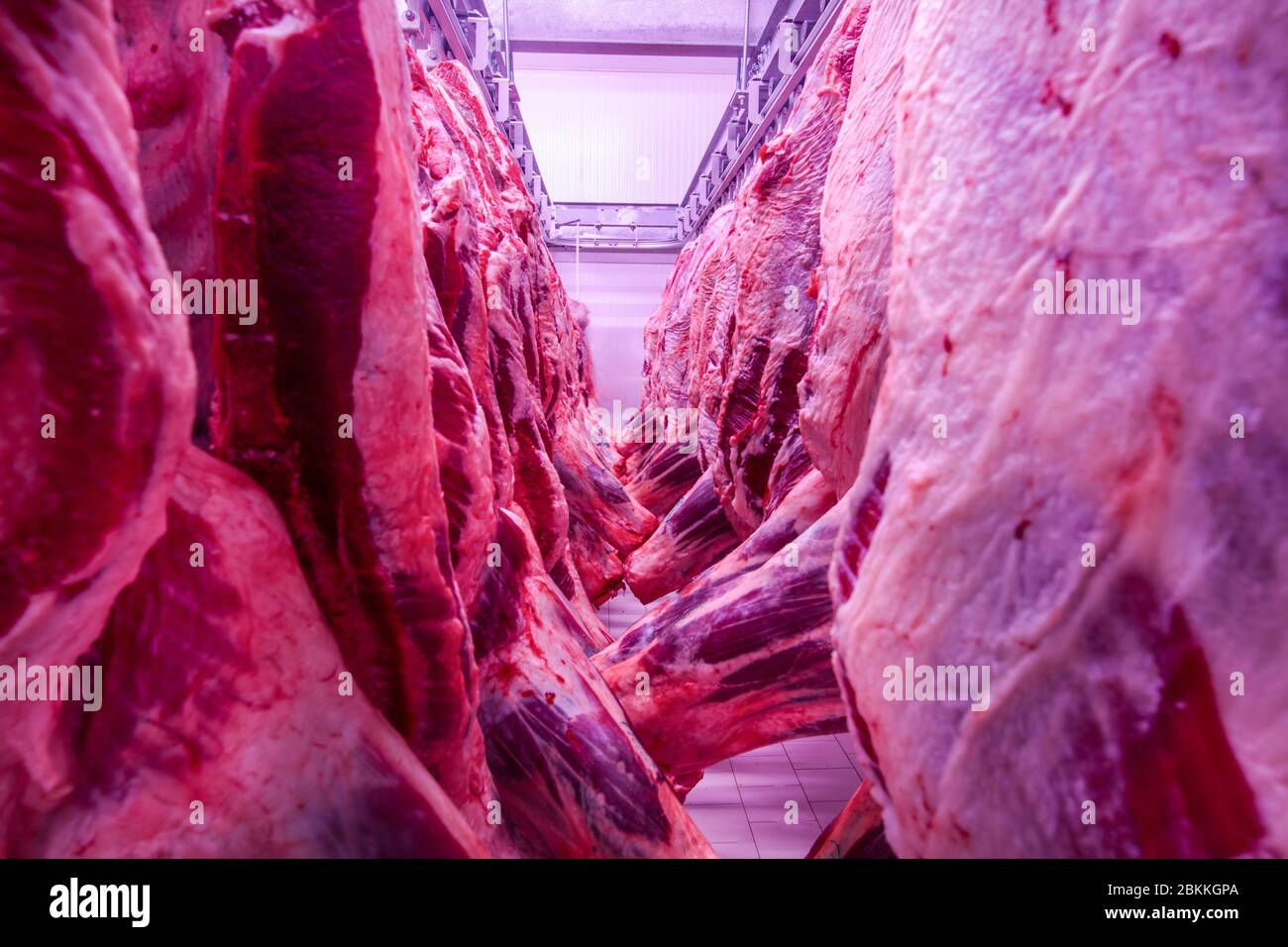 Close up of a half cow chunks fresh hung and arranged in a row in a ...