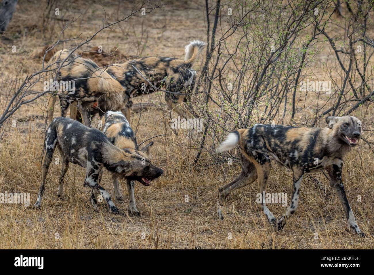 Wild Dogs/African Dogs Zimbabwe Stock Photo - Alamy