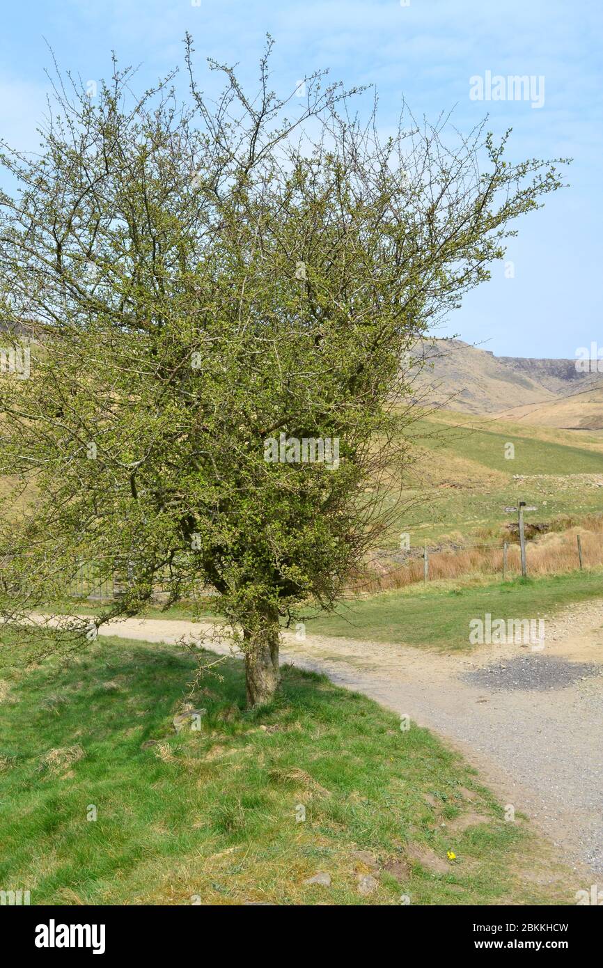 A Walk in the High Peak Stock Photo - Alamy