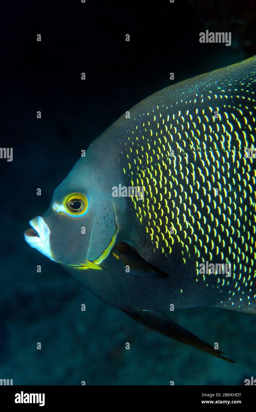 French angel fish hi-res stock photography and images - Alamy