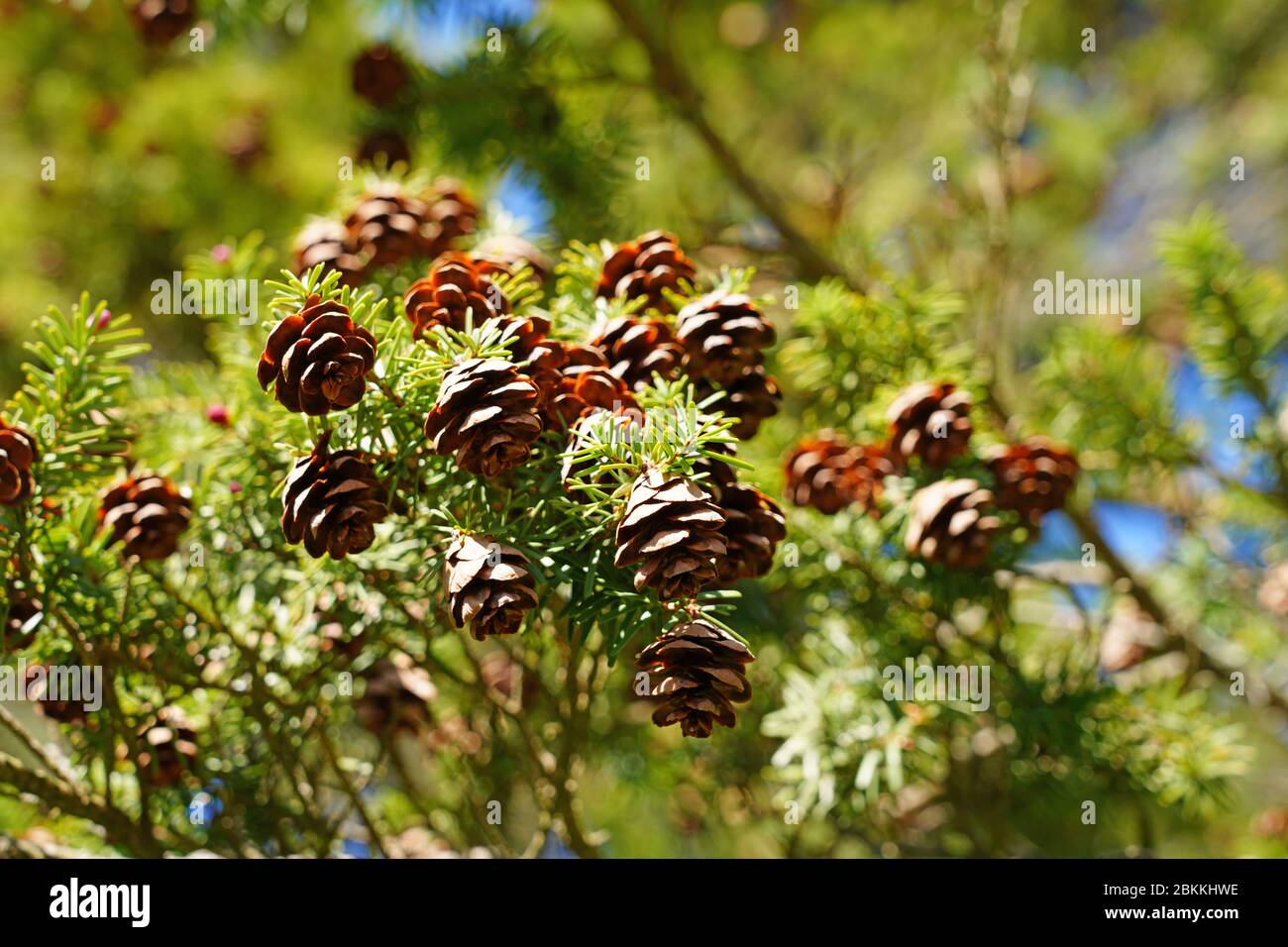Hemlock pine hi-res stock photography and images - Alamy