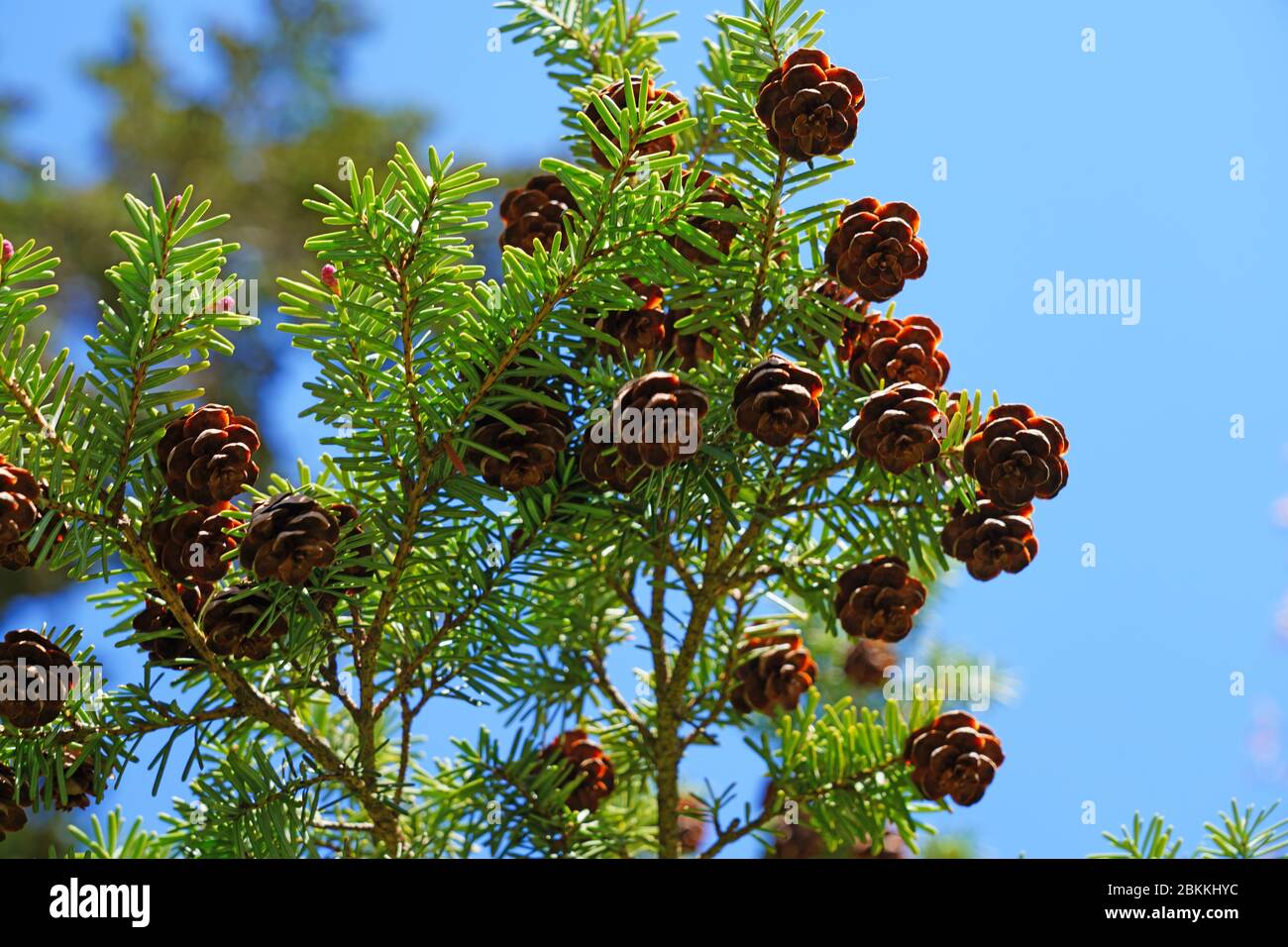 Hemlock Pine High Resolution Stock Photography and Images - Alamy