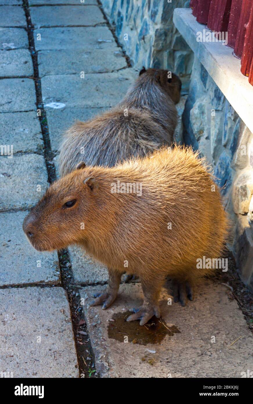 Capybara (Latin: Hydrochoerus hydrochaeris) is a giant cavy rodent ...