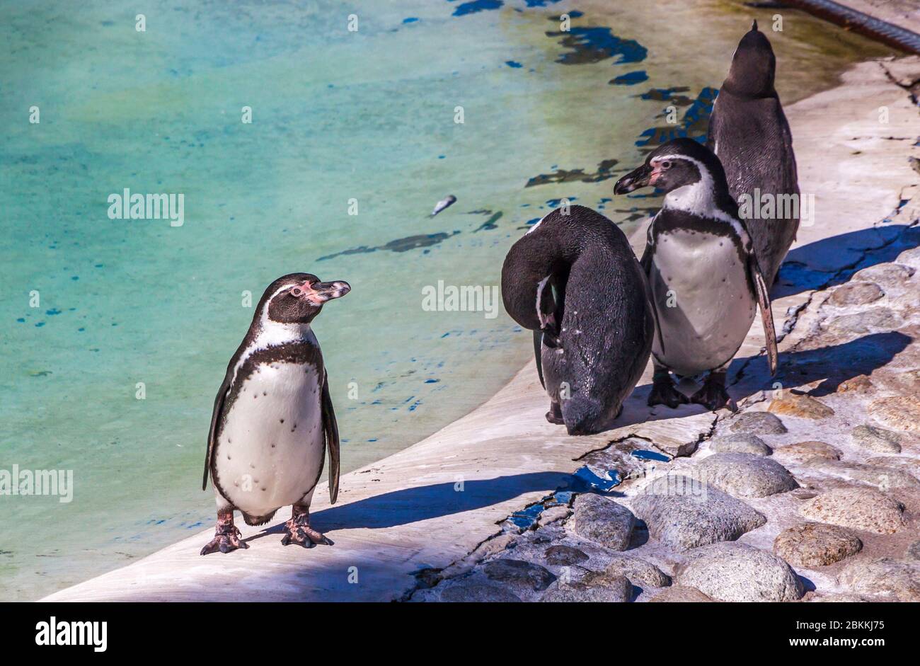 Latin american fauna hi-res stock photography and images - Alamy