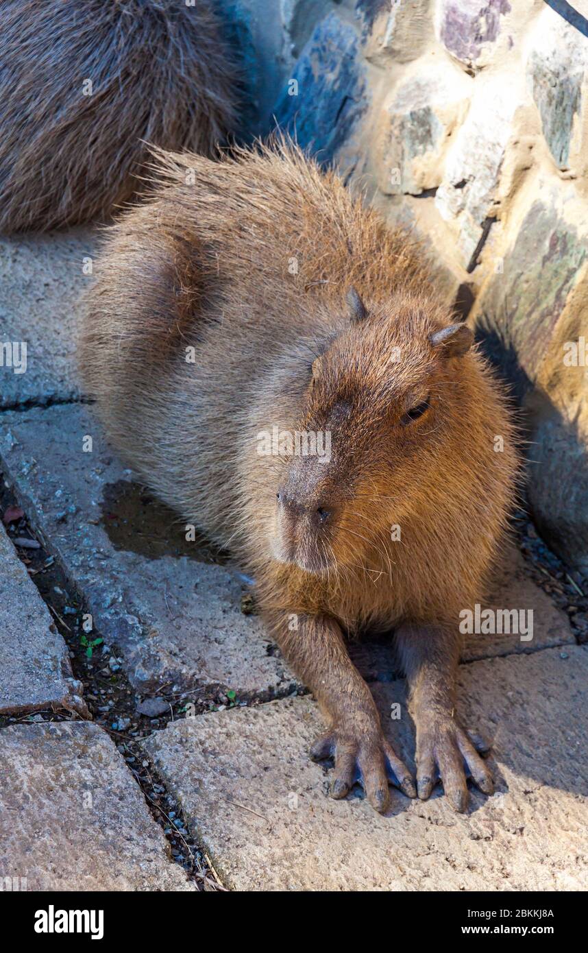 Capybara (Latin: Hydrochoerus hydrochaeris) is a giant cavy rodent ...