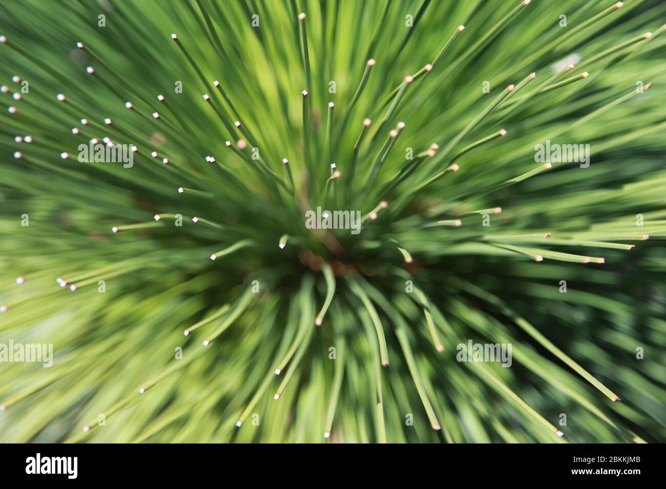 Outback plants hi-res stock photography and images - Alamy