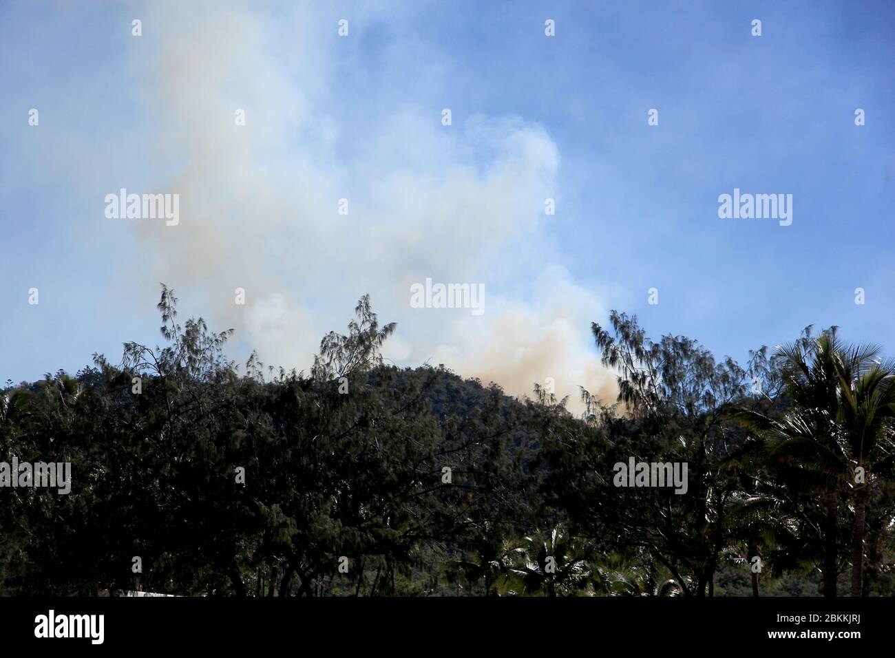 Trees, forest fire Stock Photo - Alamy