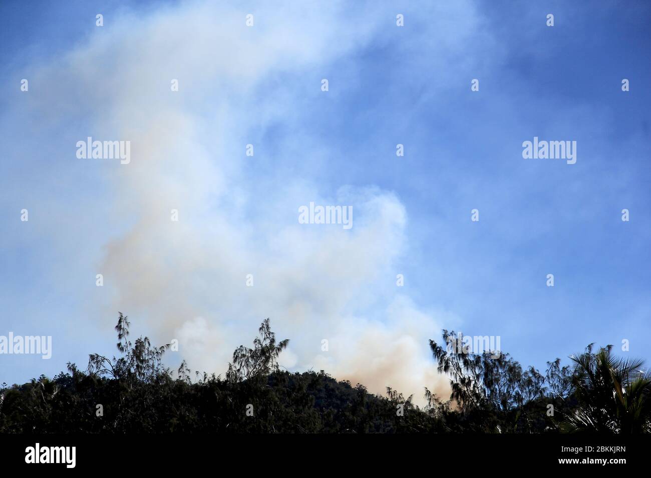 Forest Fever Tree High Resolution Stock Photography and Images - Alamy