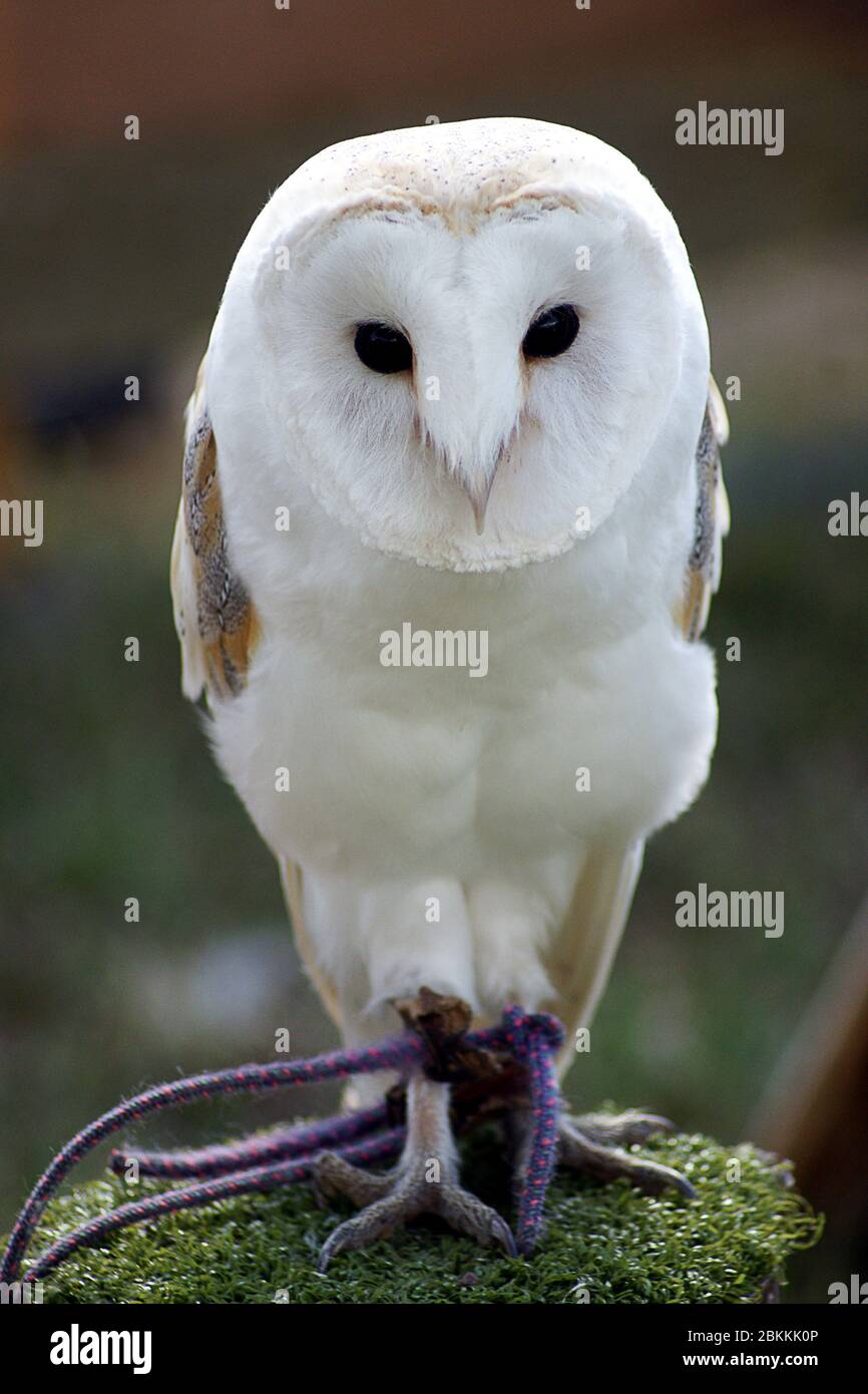 Uk walking countryside birds hi-res stock photography and images - Alamy