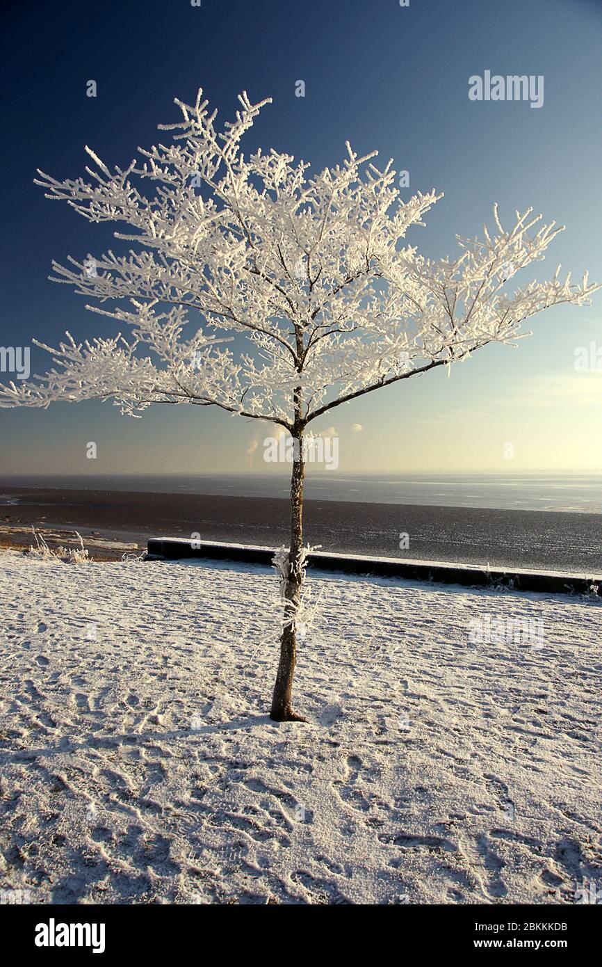 Woody of trees hi-res stock photography and images - Alamy