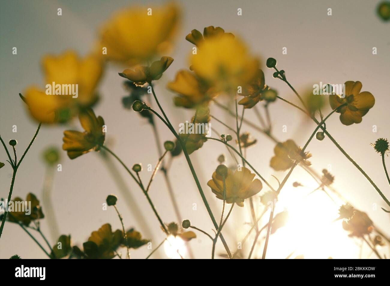 Wildflower seeds hi-res stock photography and images - Alamy