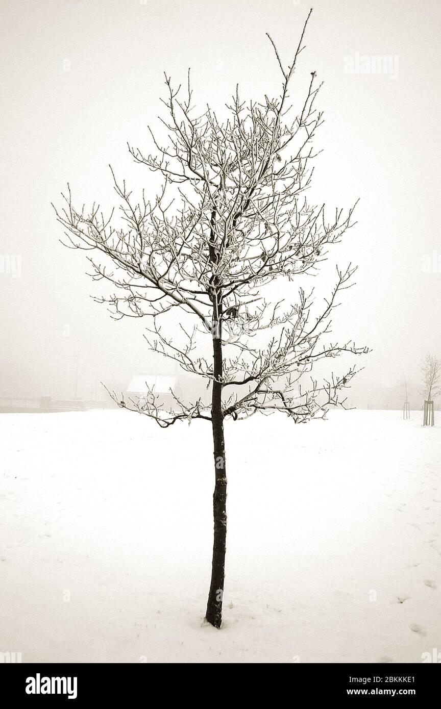 Crash trees hi-res stock photography and images - Alamy