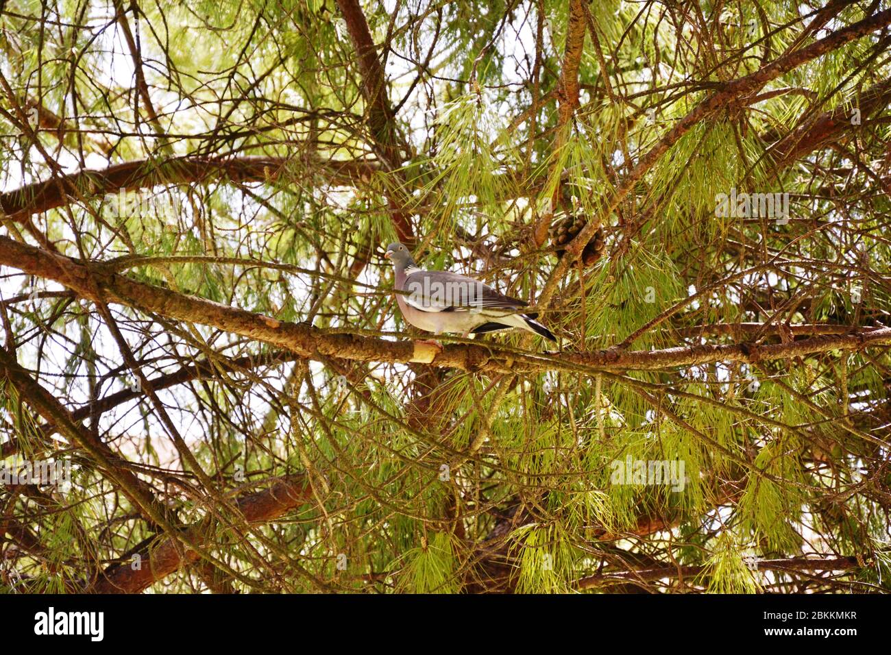 one pigeon in a pine tree Stock Photo - Alamy
