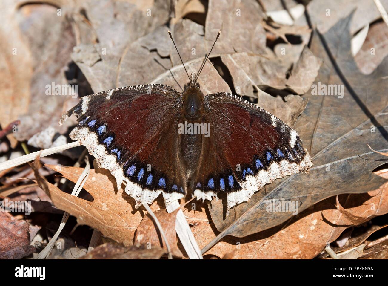 Mourning Cloak Butterfly (Nymphalis anitopa), Bar Harbor, Maine (Acadia ...