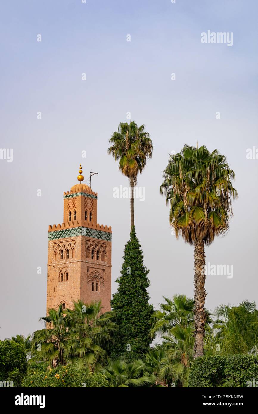 Palm trees in morocco hi-res stock photography and images - Alamy