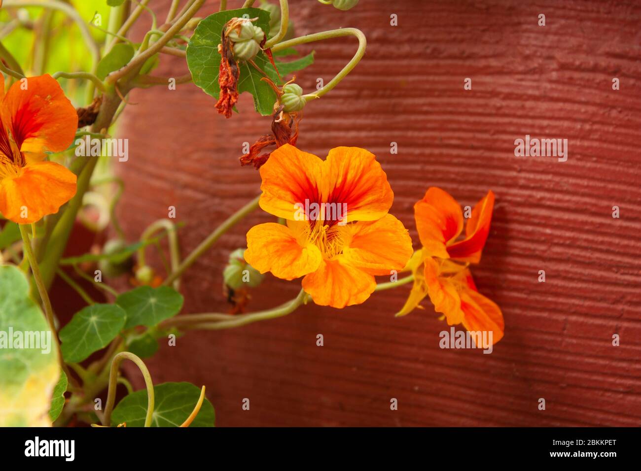 Five petal flowers hi-res stock photography and images - Alamy