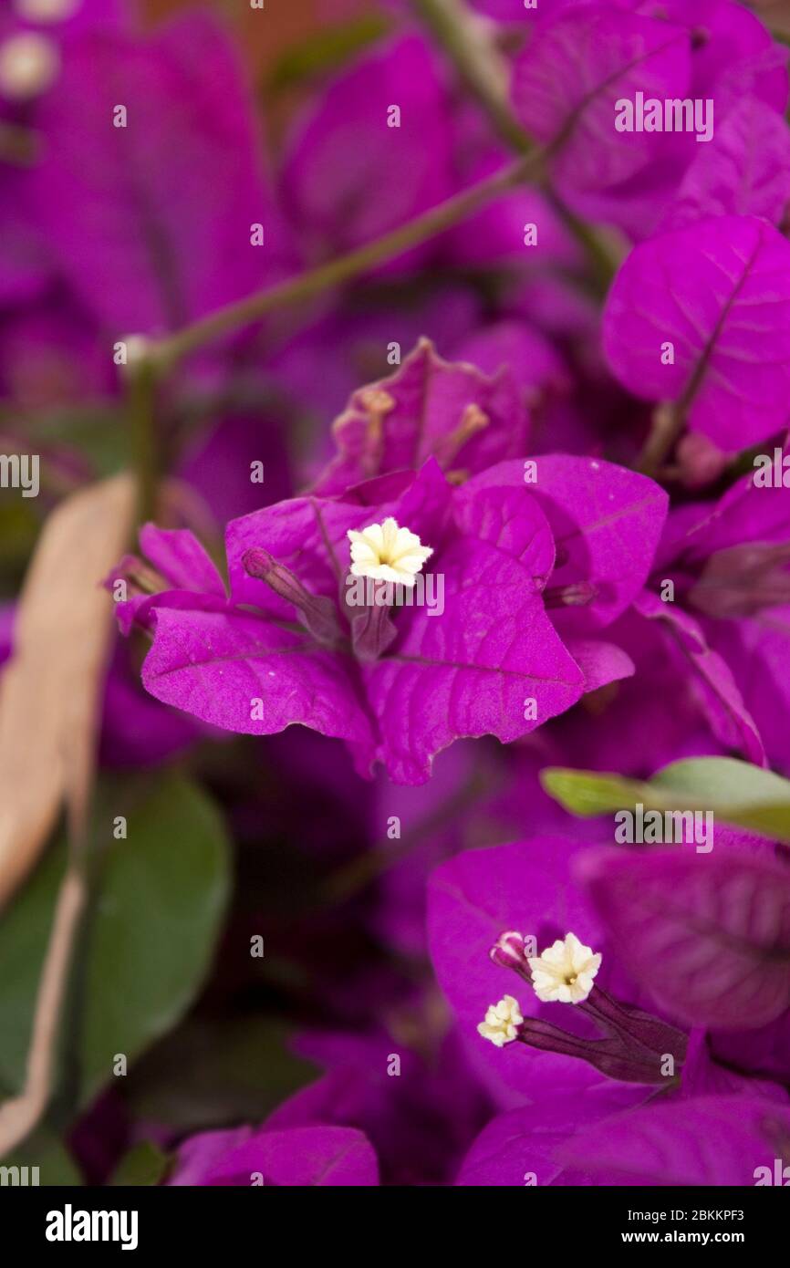 Bugambilias with Mexican pink color Stock Photo - Alamy