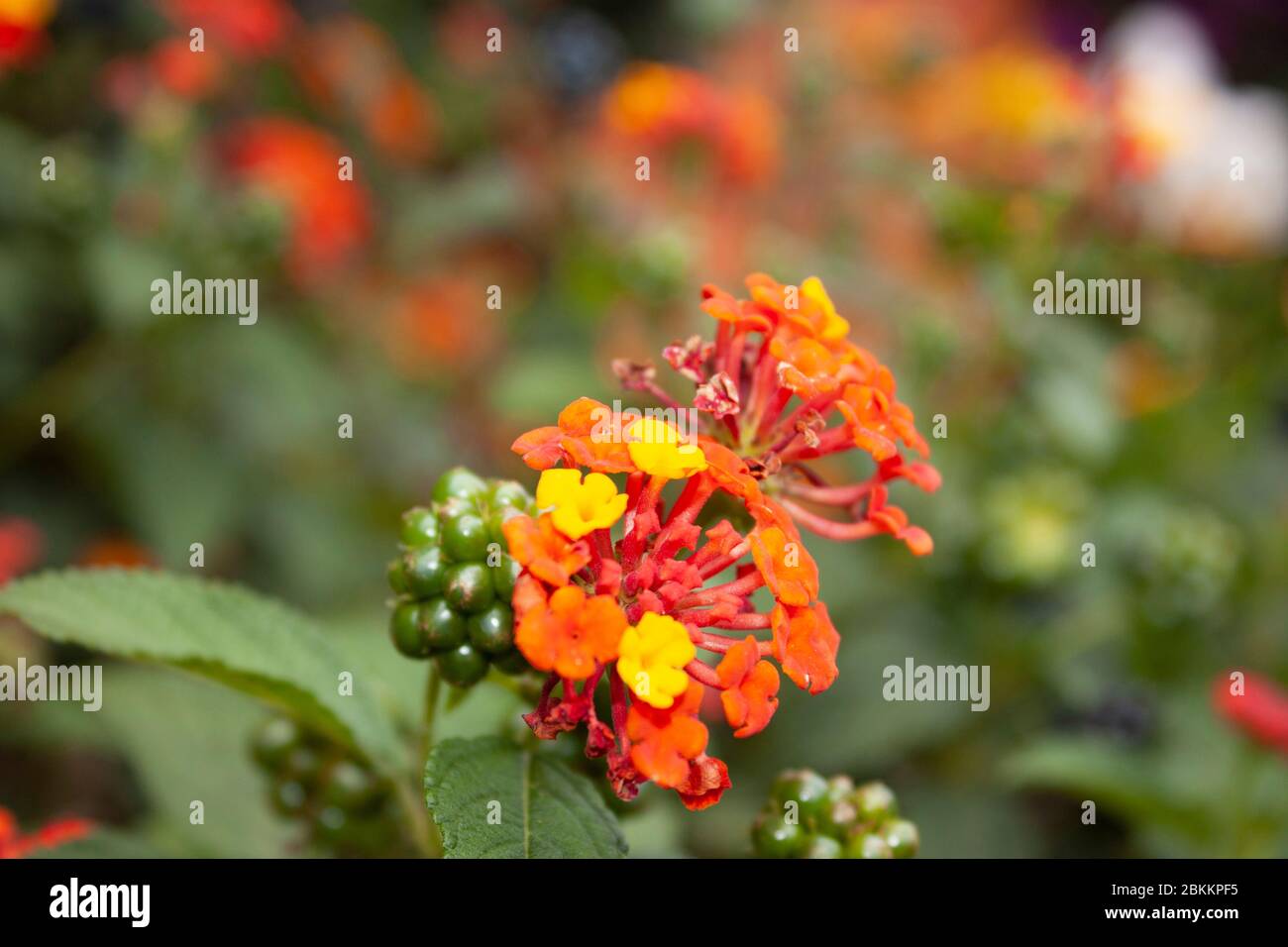 flower camera feature for its clusters of small flowers of yellow and ...