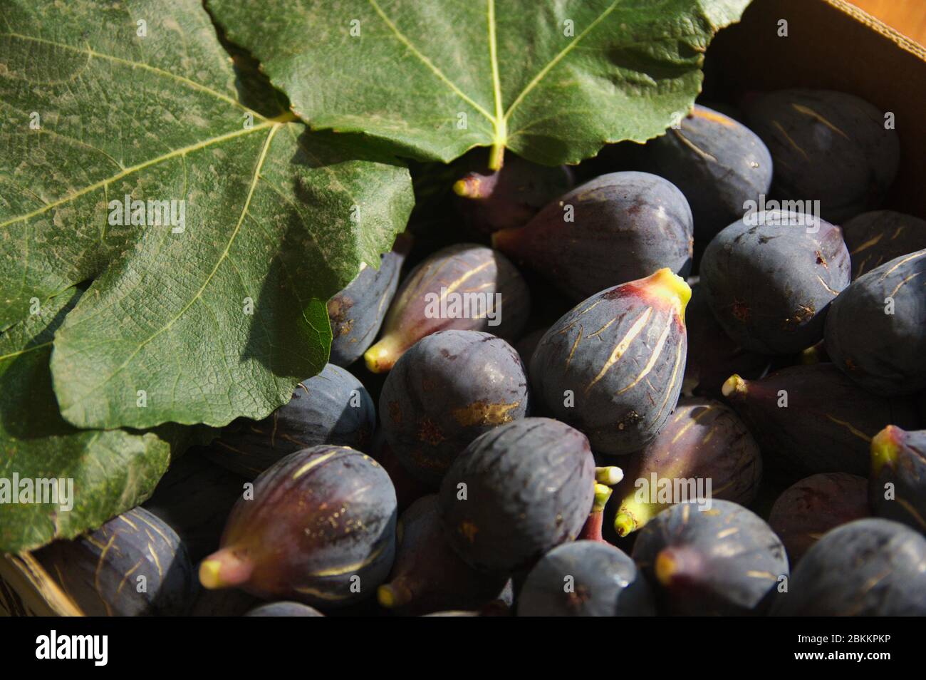 A box of ripe figs with some fig leaves lit all by sunlight and with ...