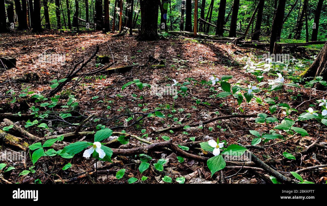 A field of white trilliums emerging from the woodland floor in early ...