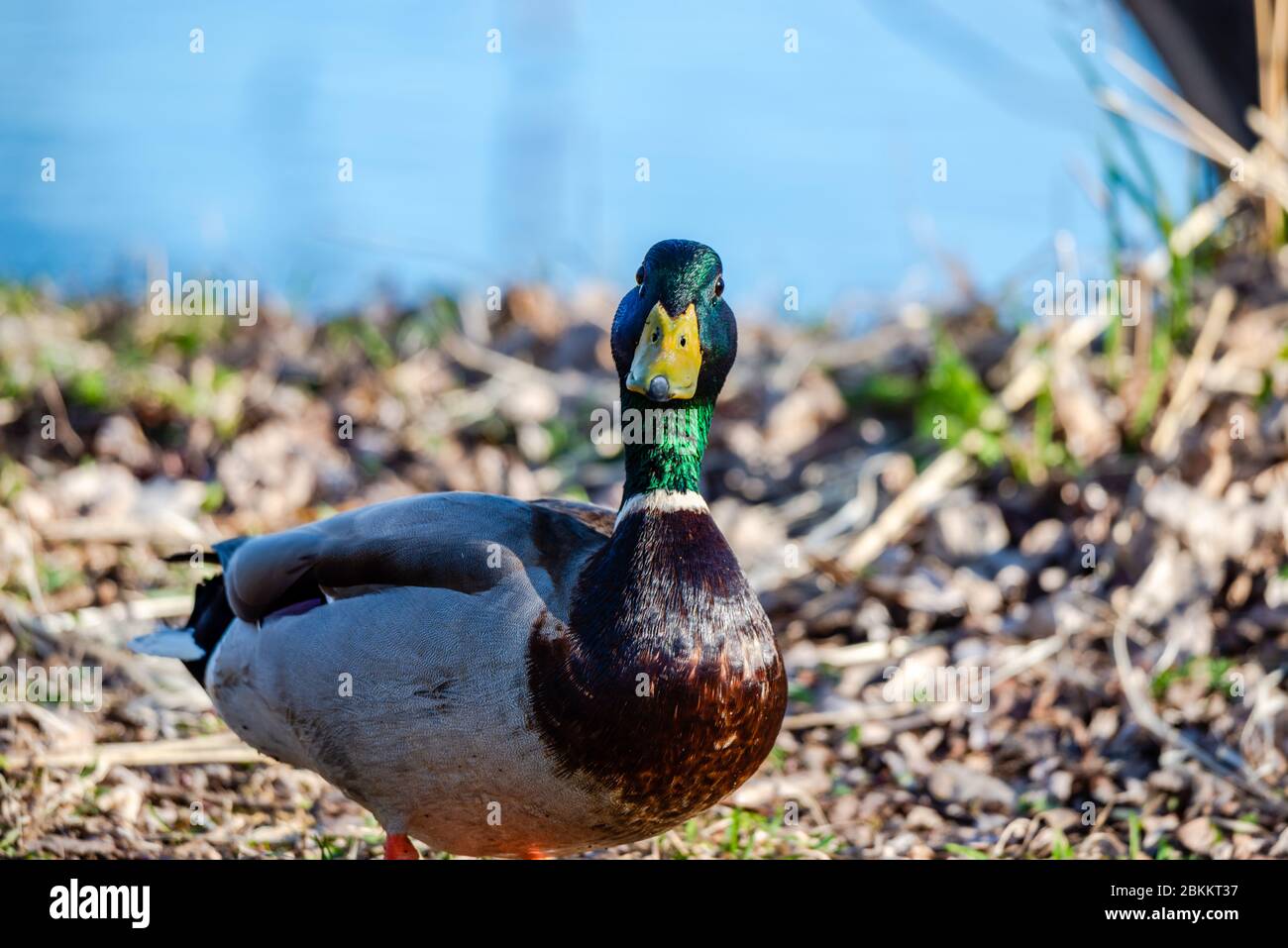 Duck fauna hi-res stock photography and images - Alamy