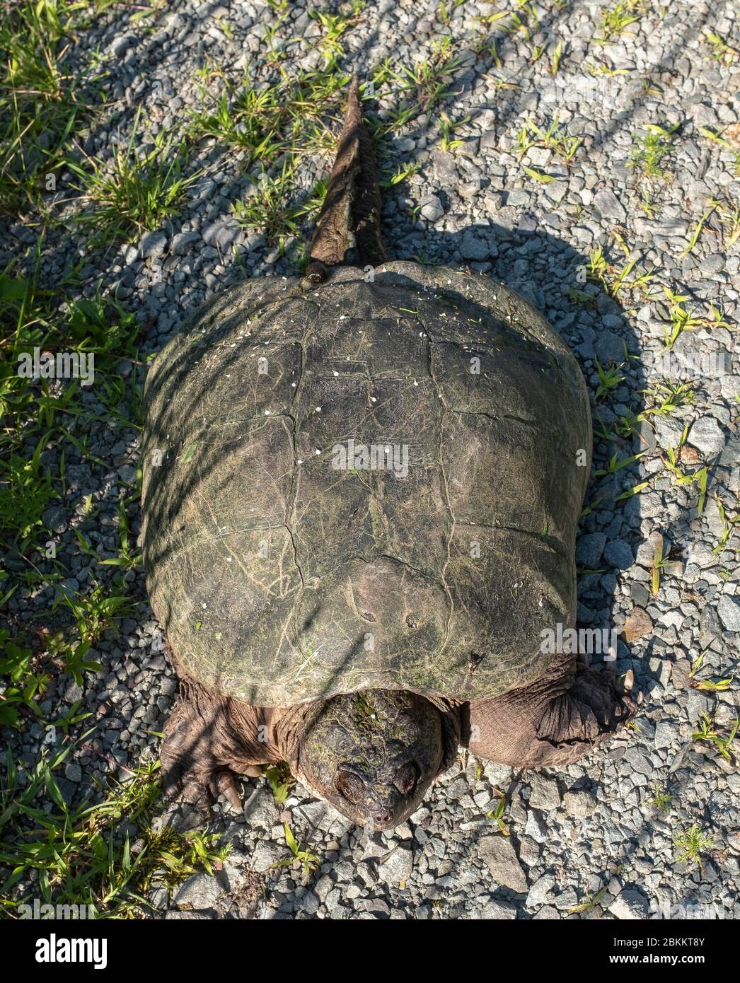 common snapping turtle of North America Stock Photo - Alamy