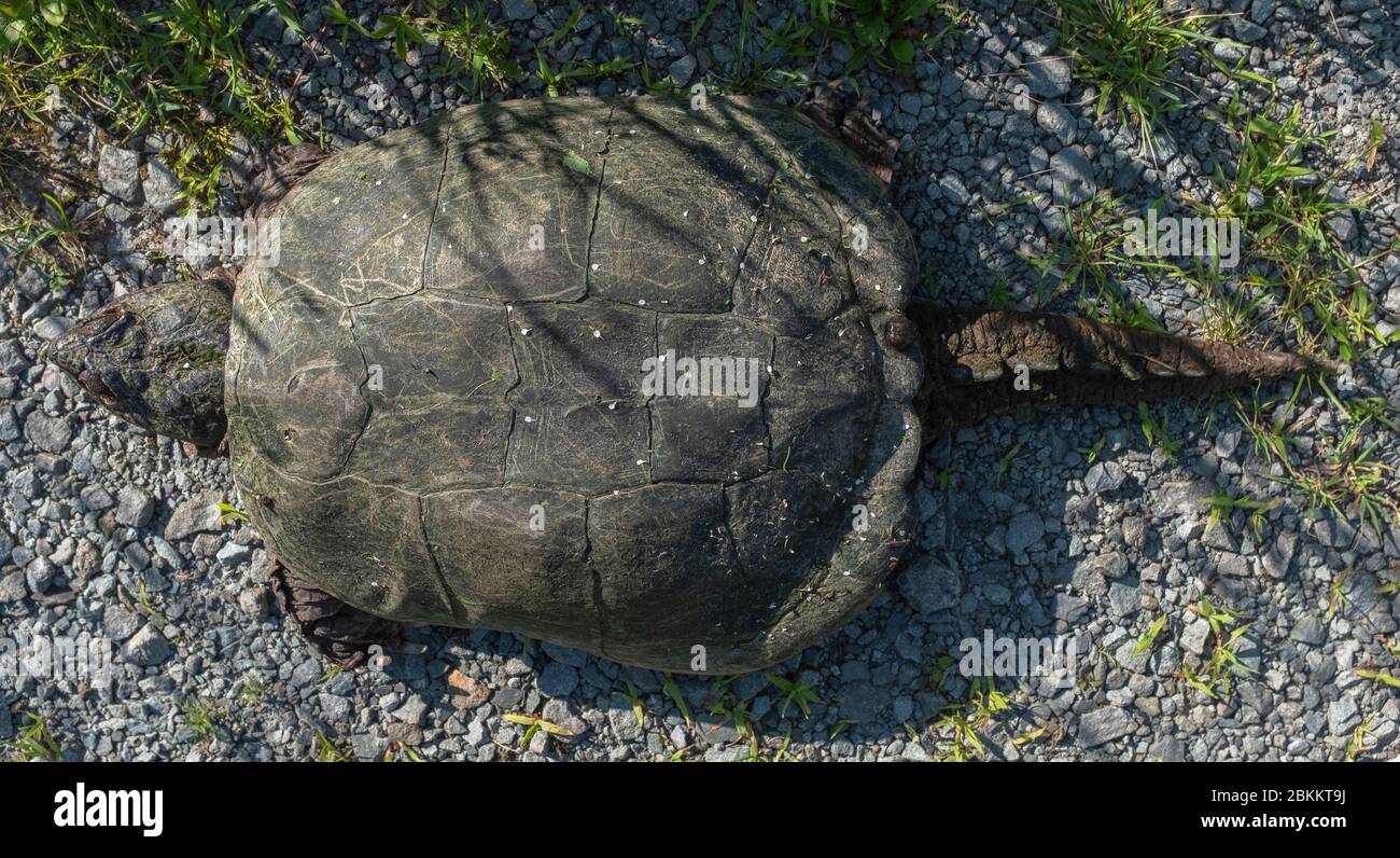 common snapping turtle of North America Stock Photo - Alamy