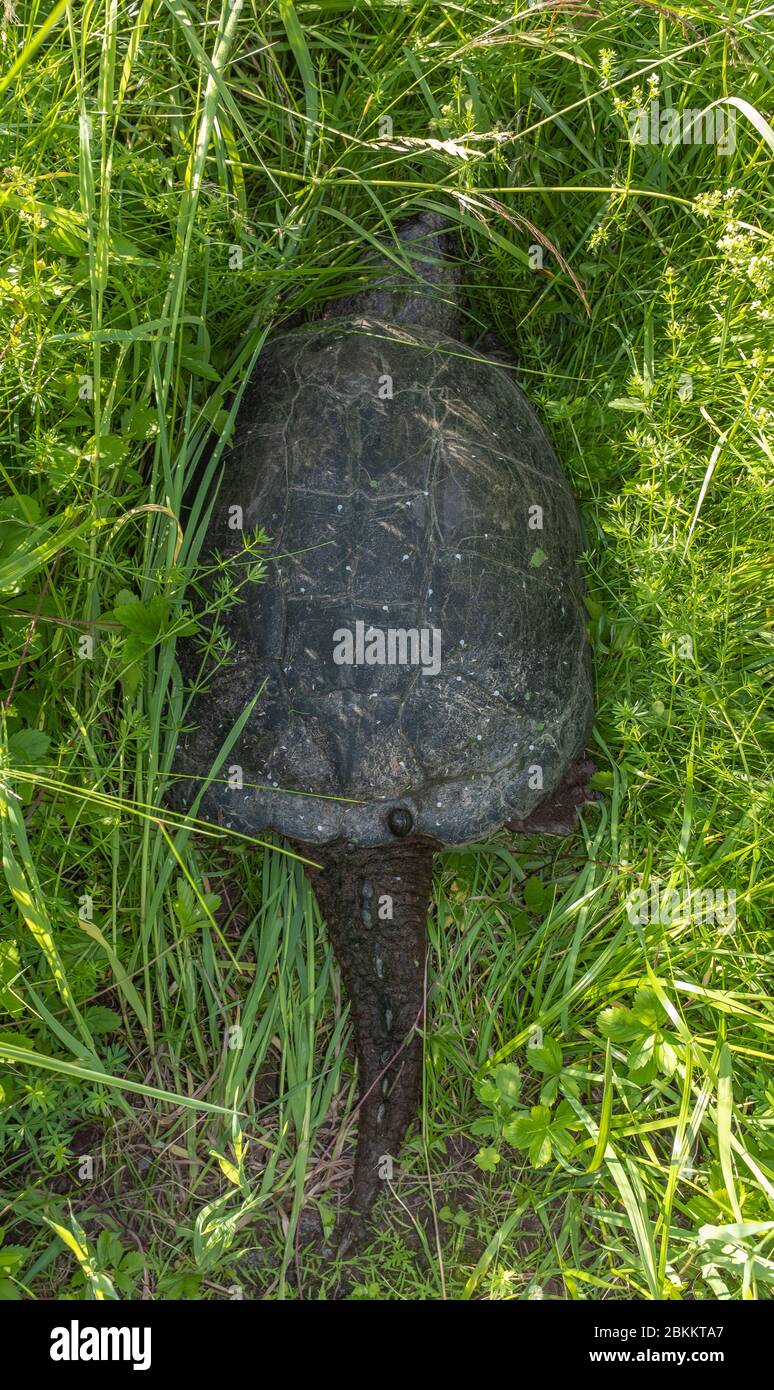 common snapping turtle of North America Stock Photo - Alamy