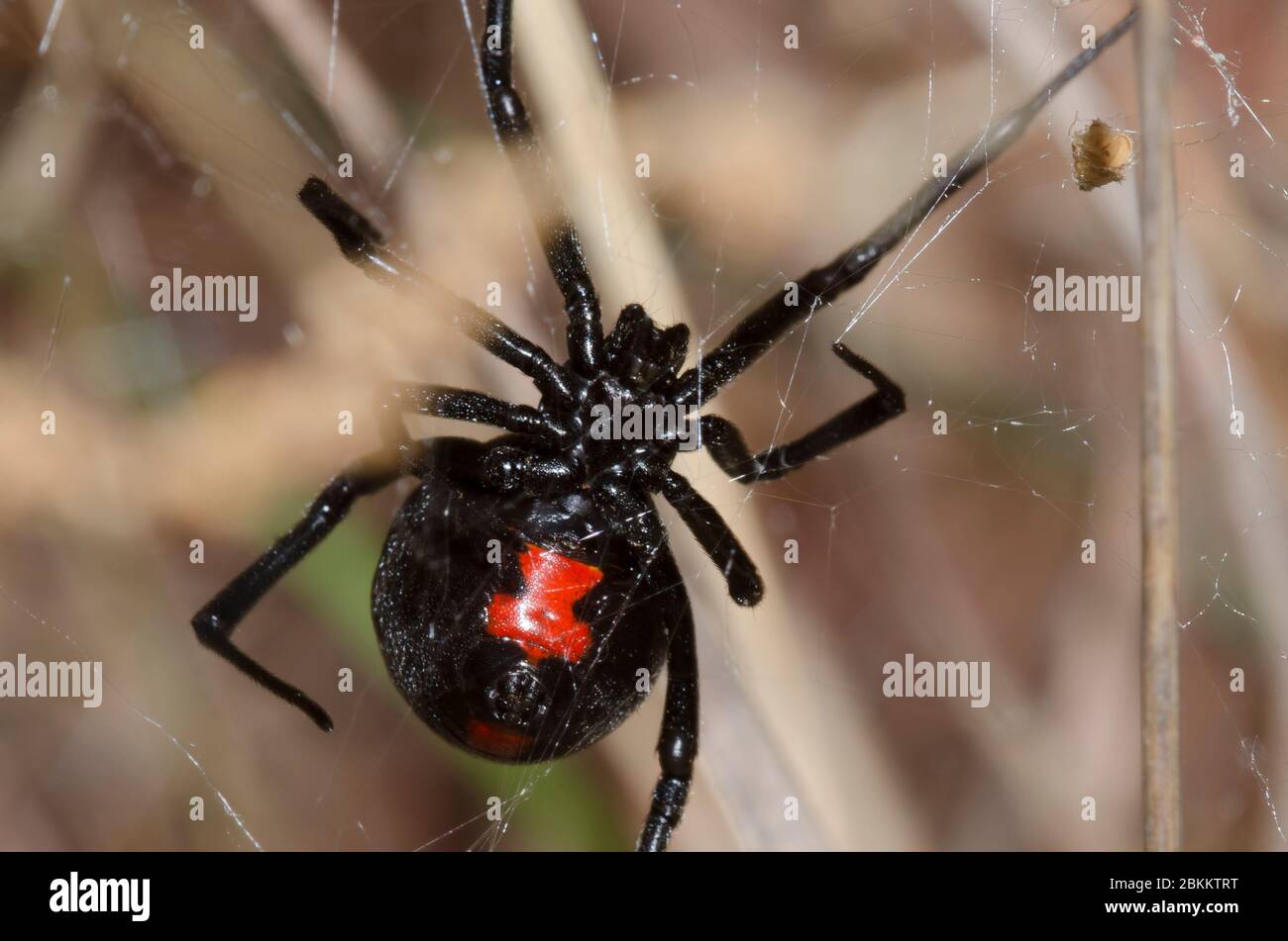 Southern Black Widow, Latrodectus mactans, female Stock Photo - Alamy