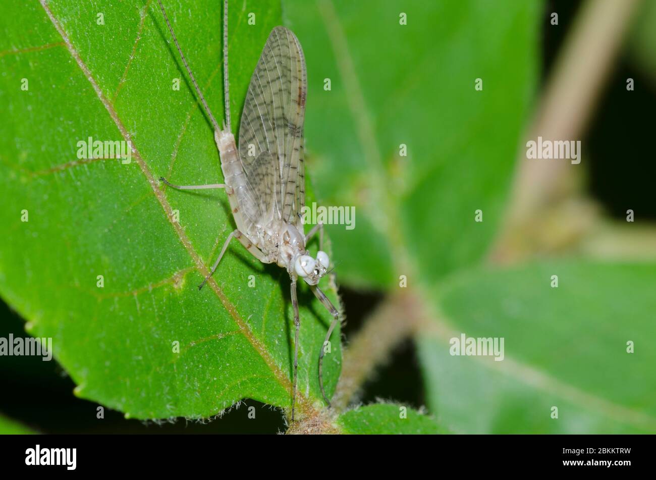 Male subimago hi-res stock photography and images - Alamy