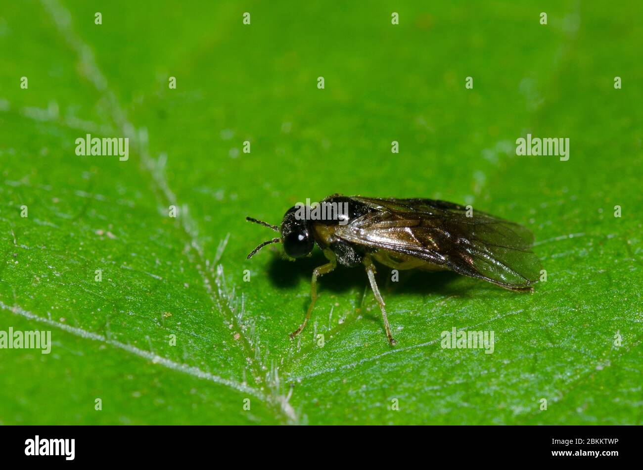 Pergidae hi-res stock photography and images - Alamy