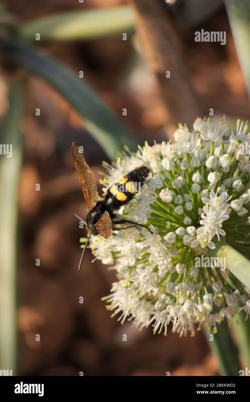 Close-up of a black wasp (scolia hirta) with yellow stripes on the ...