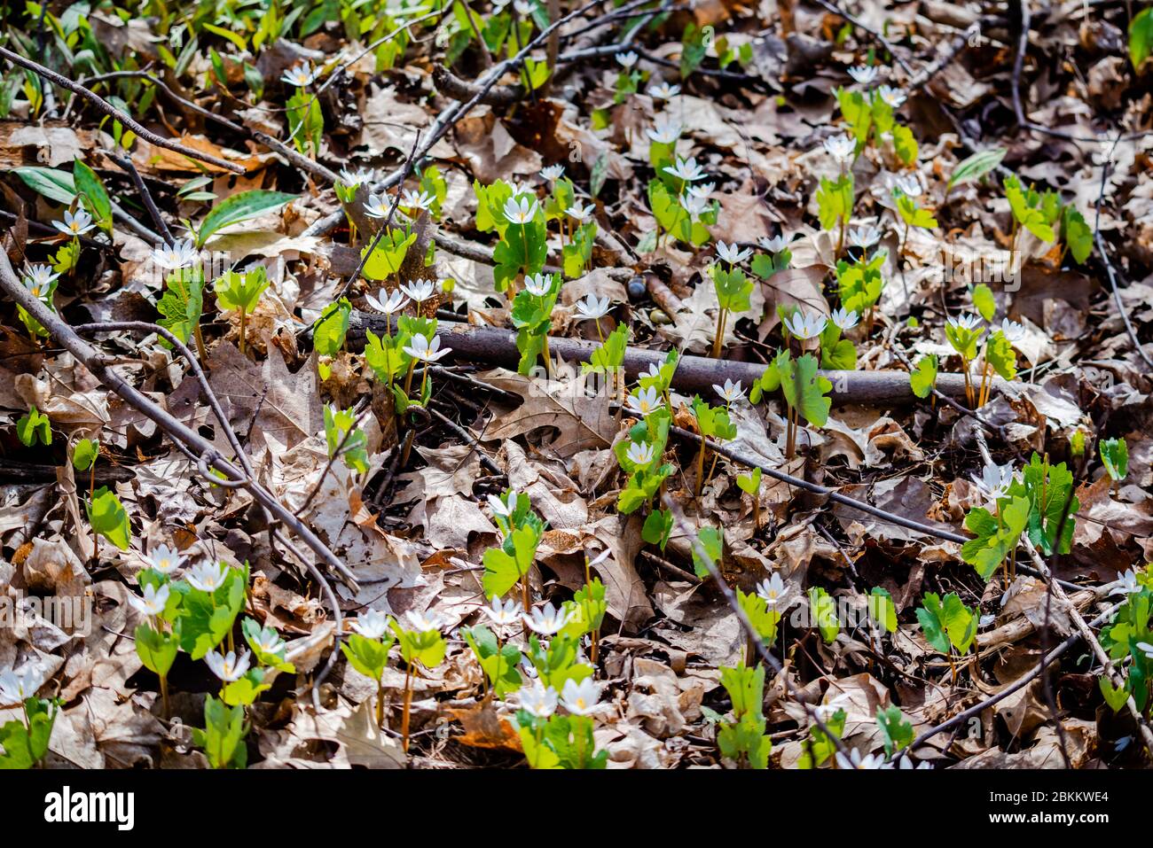 Blood root hi-res stock photography and images - Alamy