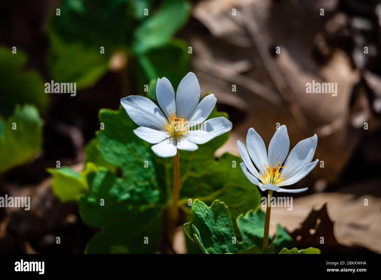 Blood-root flowers in the city park Stock Photo - Alamy