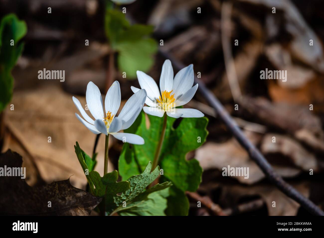 Blood root plants hi-res stock photography and images - Alamy