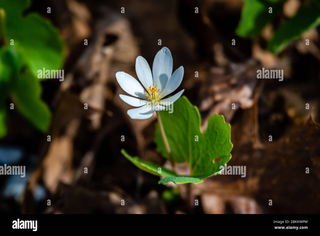 Root bloodroot sanguinaria canadensis spring hi-res stock photography ...