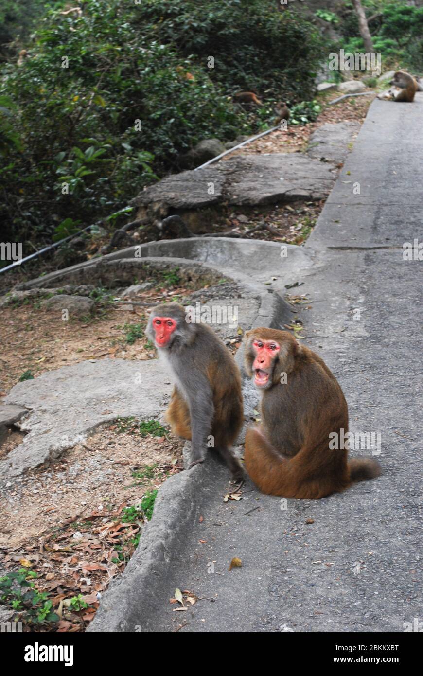 Pair of Wild Macaca Macaque Monkeys Monkey Stock Photo - Alamy