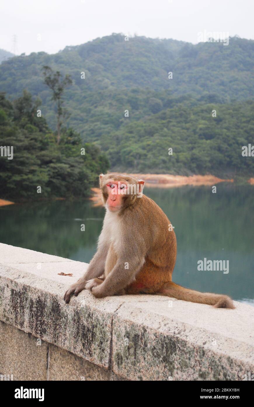 Macaque Macaca Monkey Stock Photo - Alamy