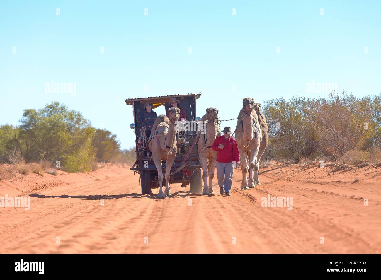 Camel caravan on the Finke Track, Finke, Northern Territory, Australia ...