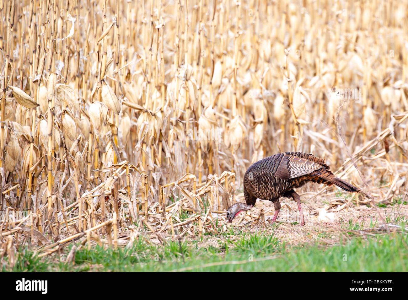 Eastern wild turkey hen hi-res stock photography and images - Alamy