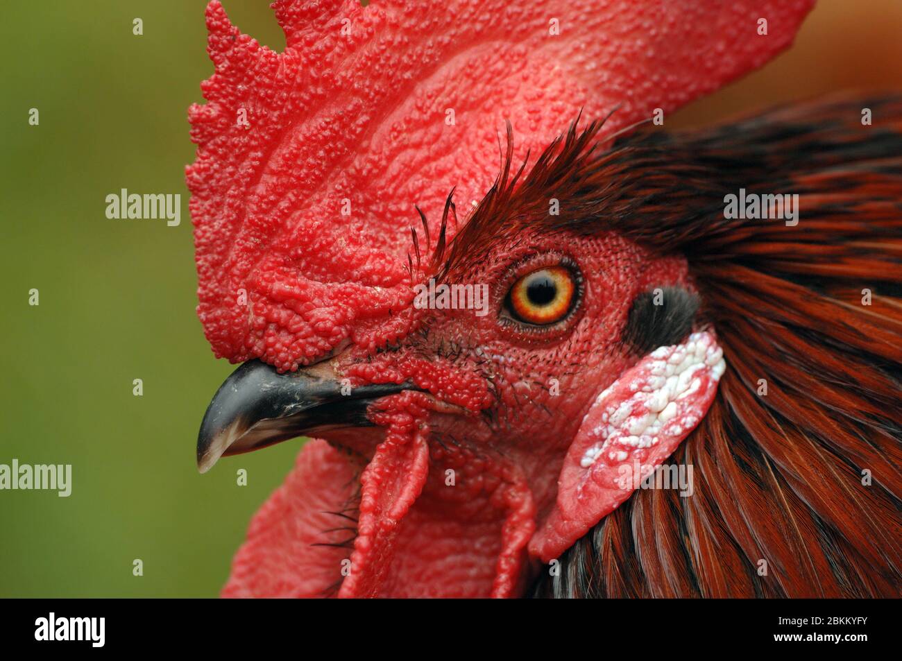 Haushahn High Resolution Stock Photography and Images - Alamy