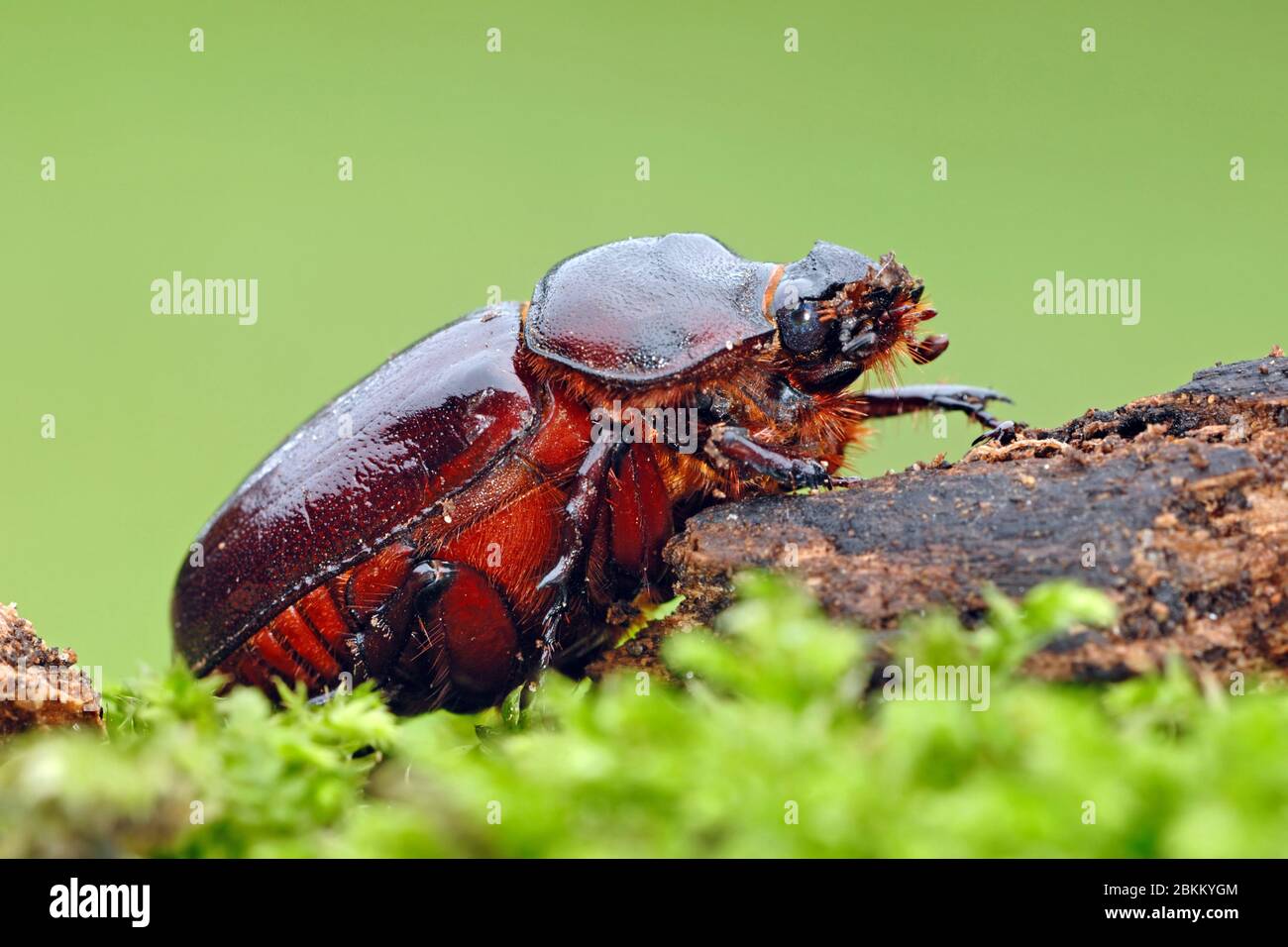 Tier; Tiere; Insekt; Insekten; Kaefer; Nashornkaefer; seitlich ...