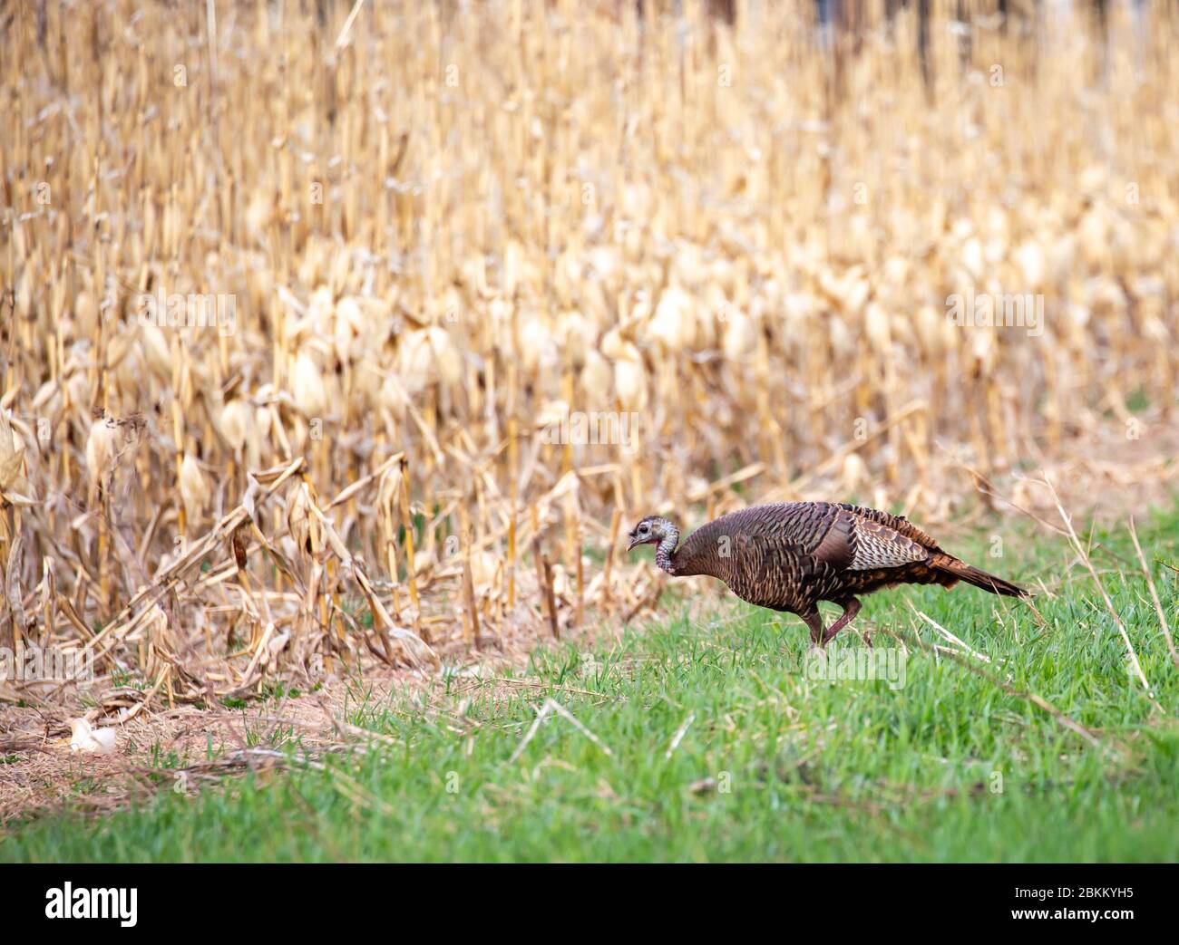 Eastern wild turkey (Meleagris gallopavo silvestris) female, walking ...