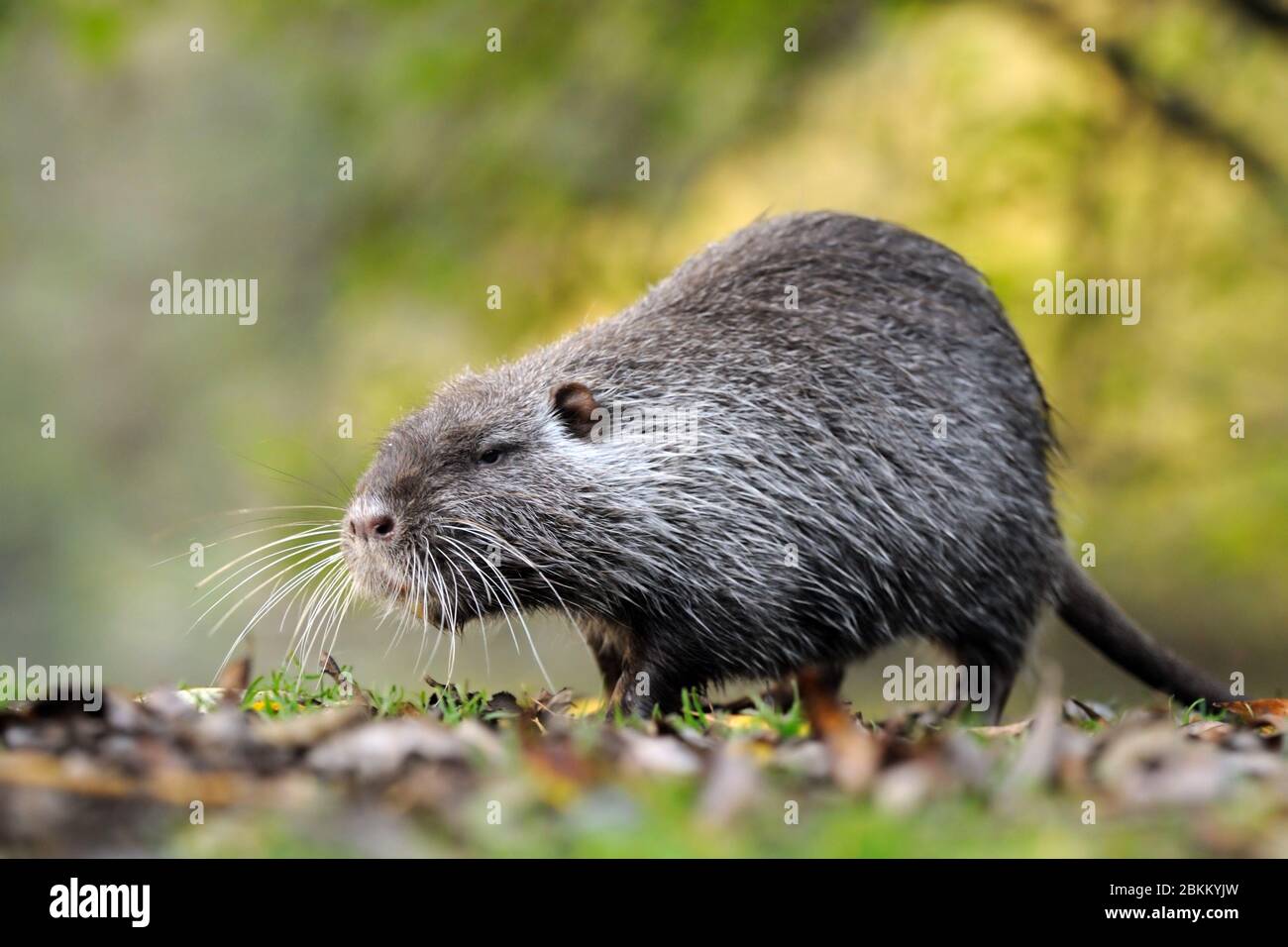 Nutria, (Myocastor coypus Stock Photo - Alamy