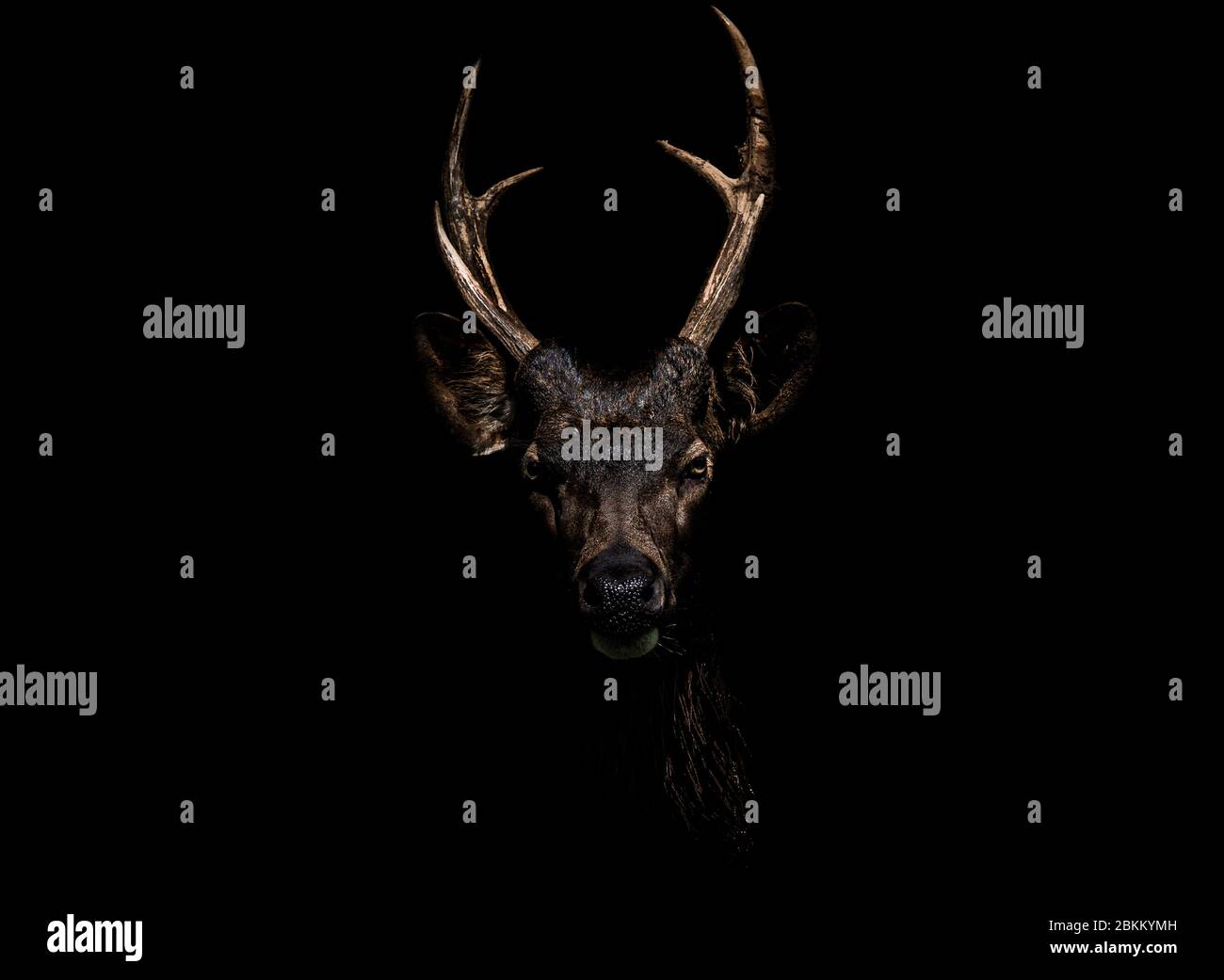 Minimalist portrait hi-res stock photography and images - Alamy