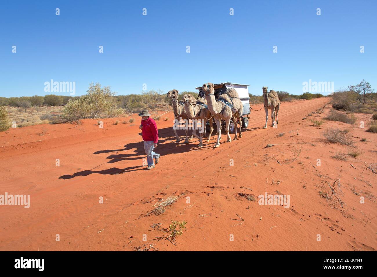 Camel caravan on the Finke Track, Finke, Northern Territory, Australia ...
