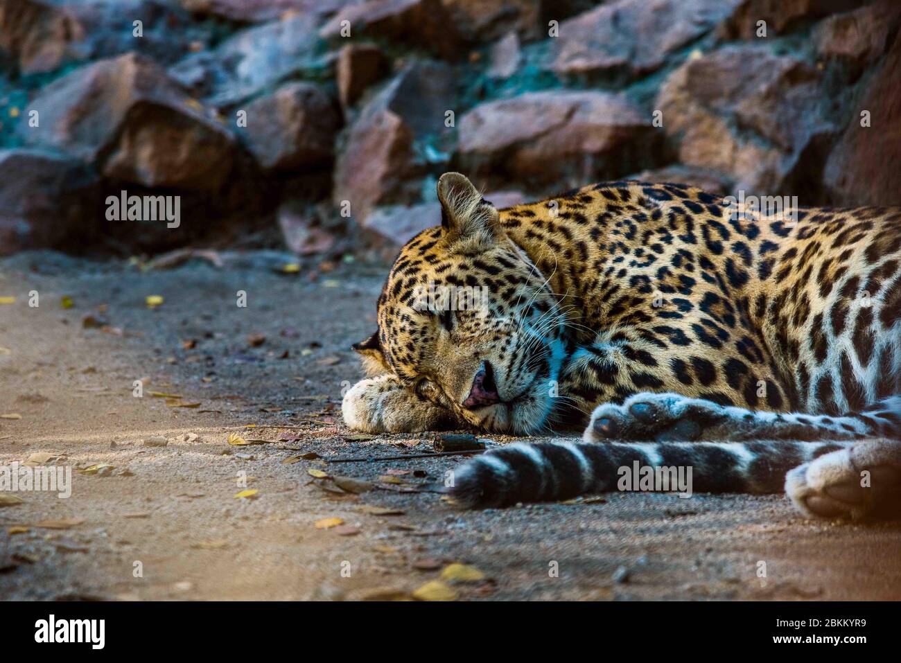 Sleeping leopard hi-res stock photography and images - Alamy